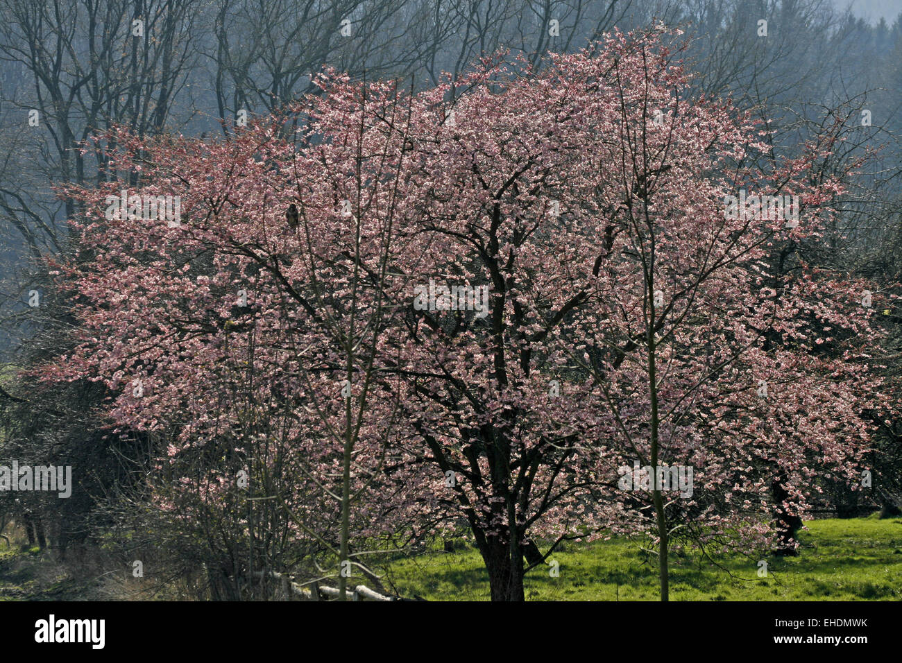 Japanische weide -Fotos und -Bildmaterial in hoher Auflösung – Alamy