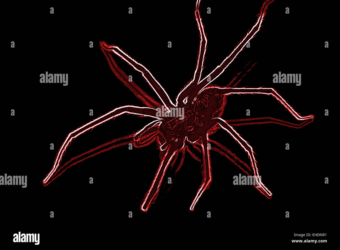 Neon spinne -Fotos und -Bildmaterial in hoher Auflösung – Alamy