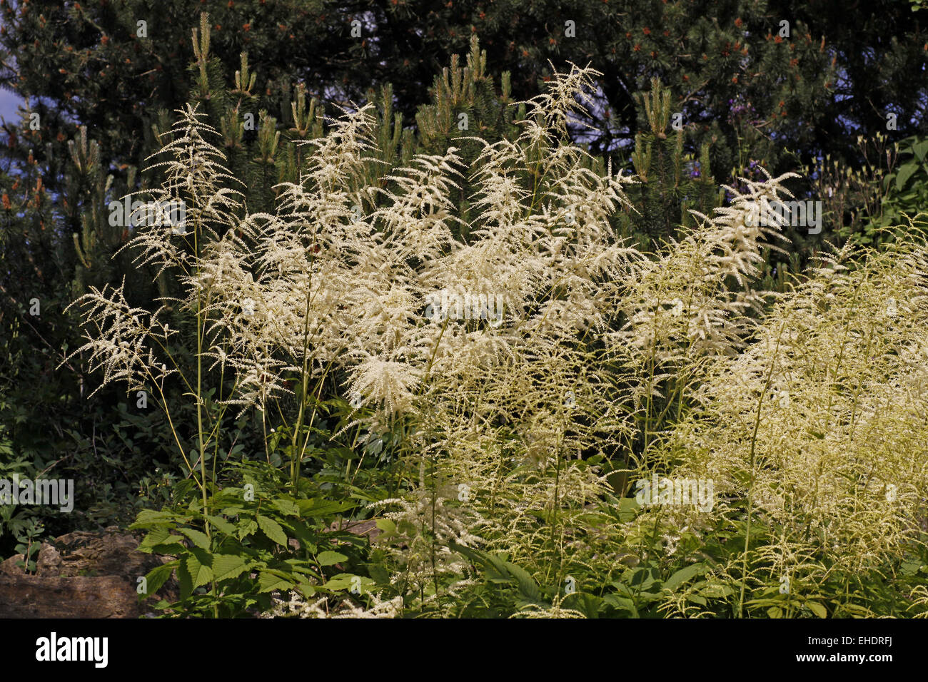 Wald ziegenbart arunus dioicus -Fotos und -Bildmaterial in hoher ...