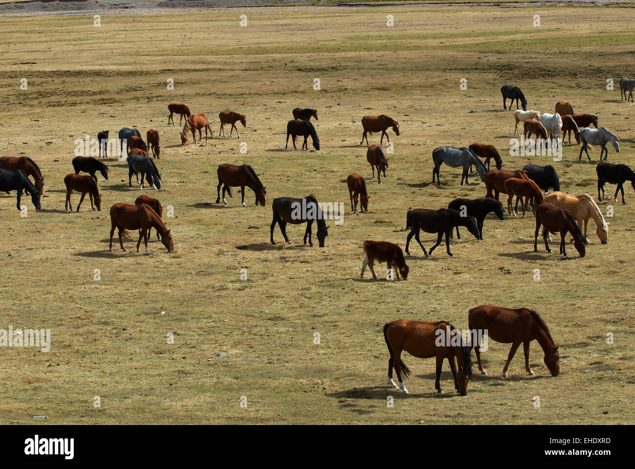 Pferde in der wüste -Fotos und -Bildmaterial in hoher Auflösung – Alamy