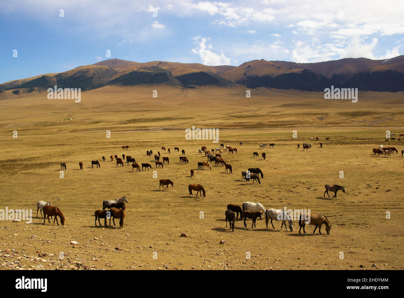 Pferde in der wüste -Fotos und -Bildmaterial in hoher Auflösung – Alamy