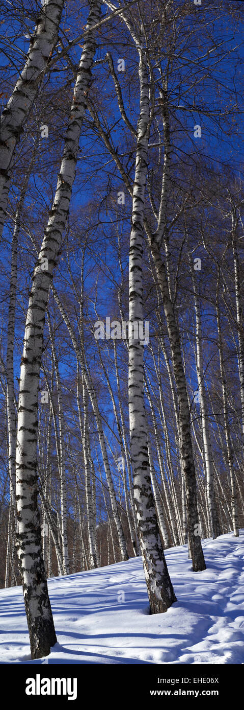 Birke Baum vertikale Winterpanorama Stockfotografie - Alamy