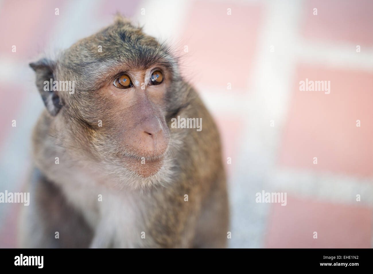 Affe traurig -Fotos und -Bildmaterial in hoher Auflösung – Alamy