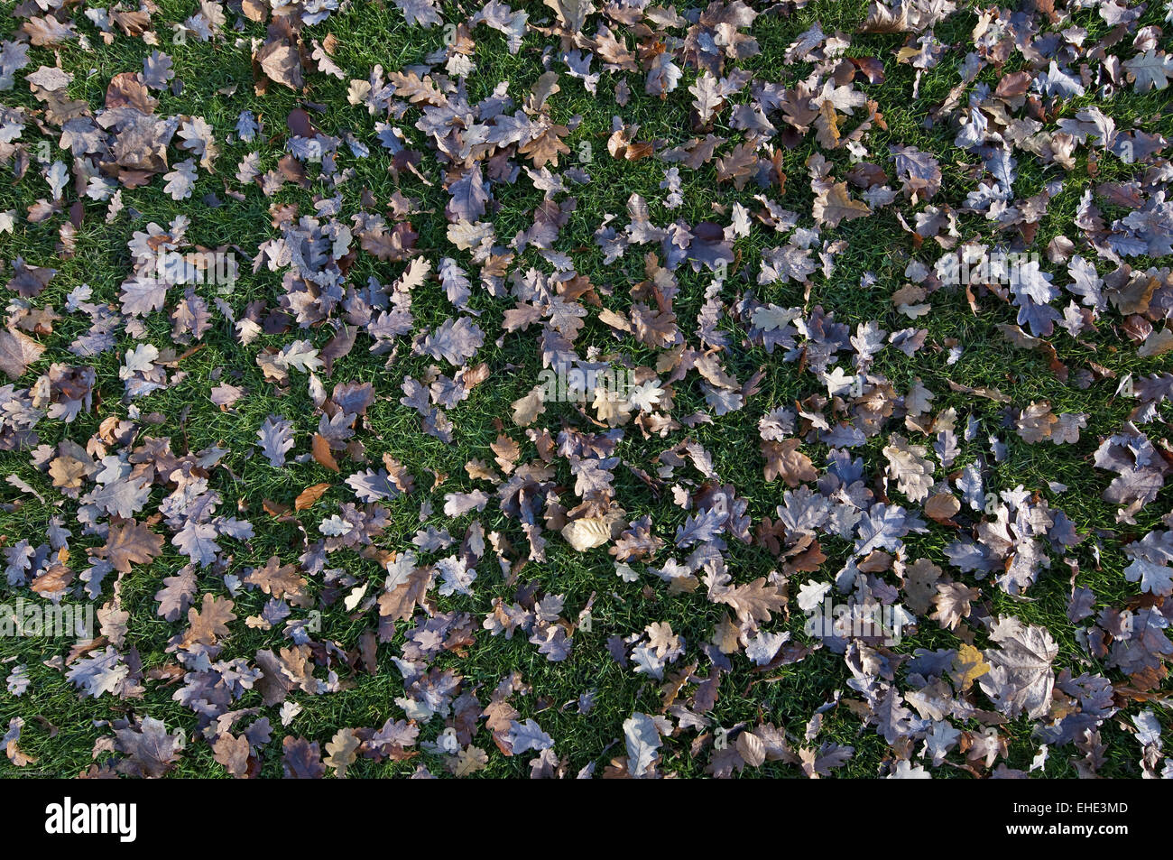 Laub eiche -Fotos und -Bildmaterial in hoher Auflösung – Alamy