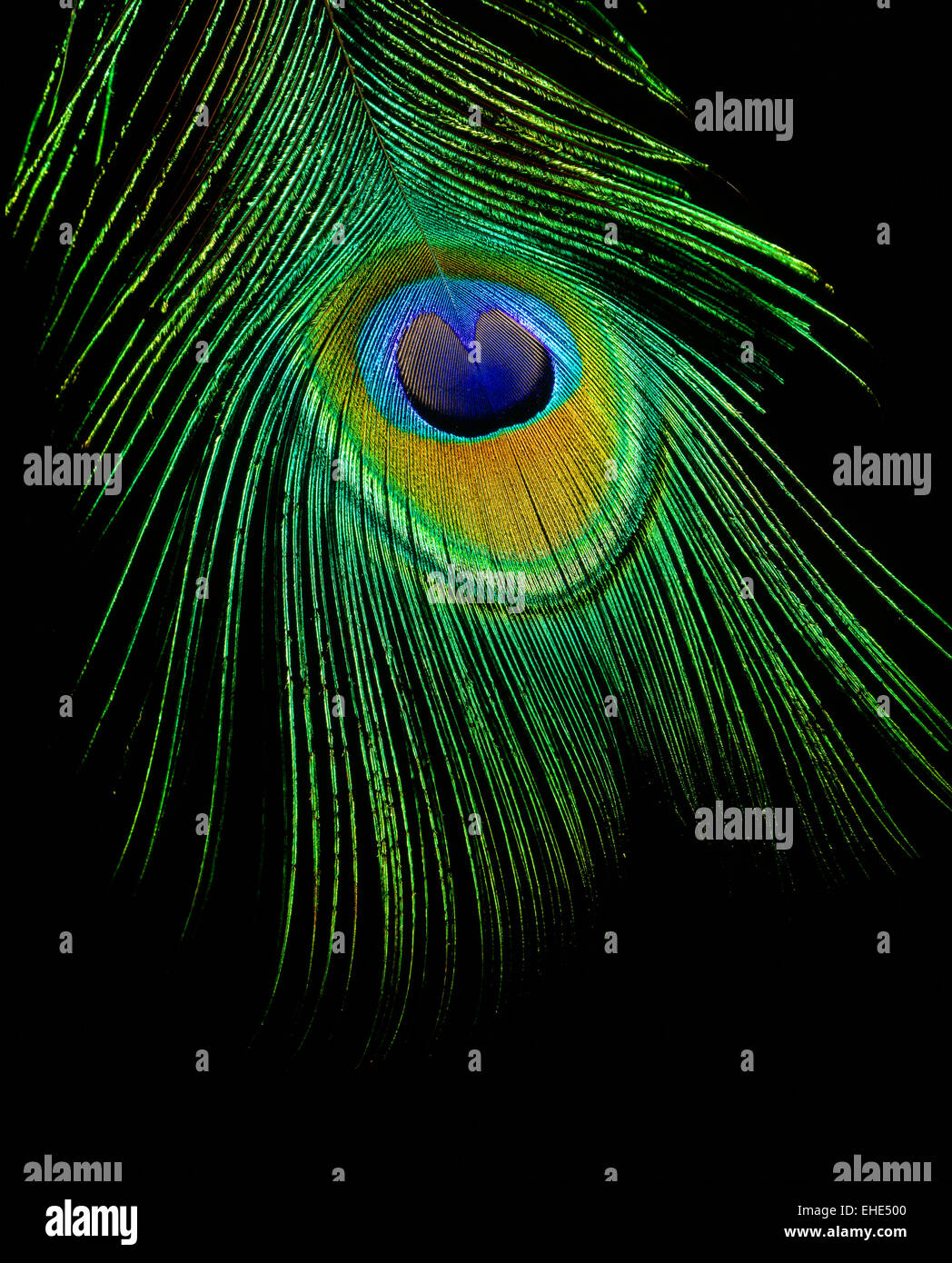 Pfauenfeder foto -Fotos und -Bildmaterial in hoher Auflösung – Alamy