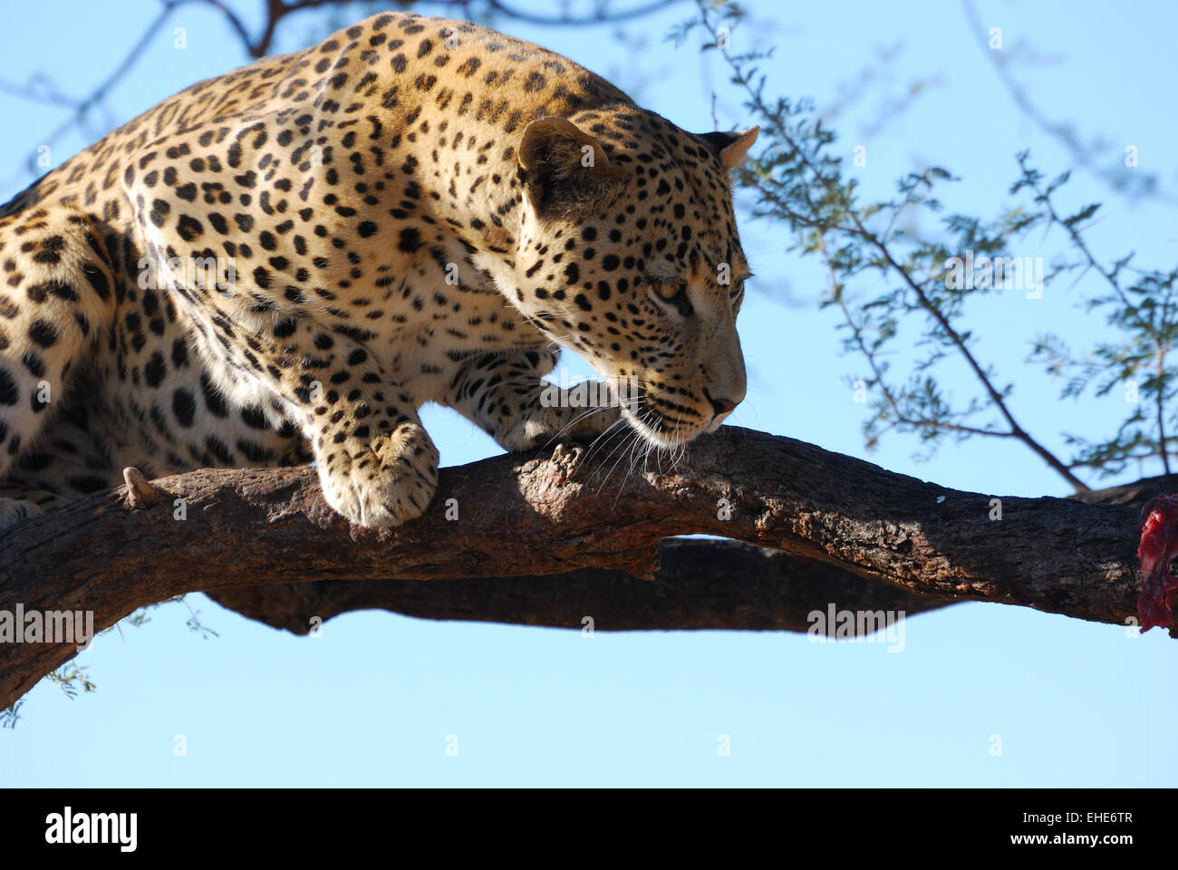 Leopard tree prey -Fotos und -Bildmaterial in hoher Auflösung – Alamy