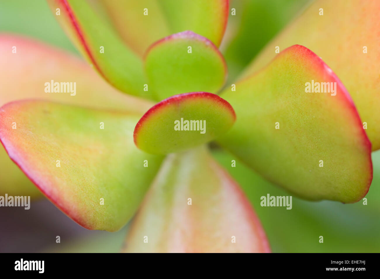 Crassula species -Fotos und -Bildmaterial in hoher Auflösung – Alamy