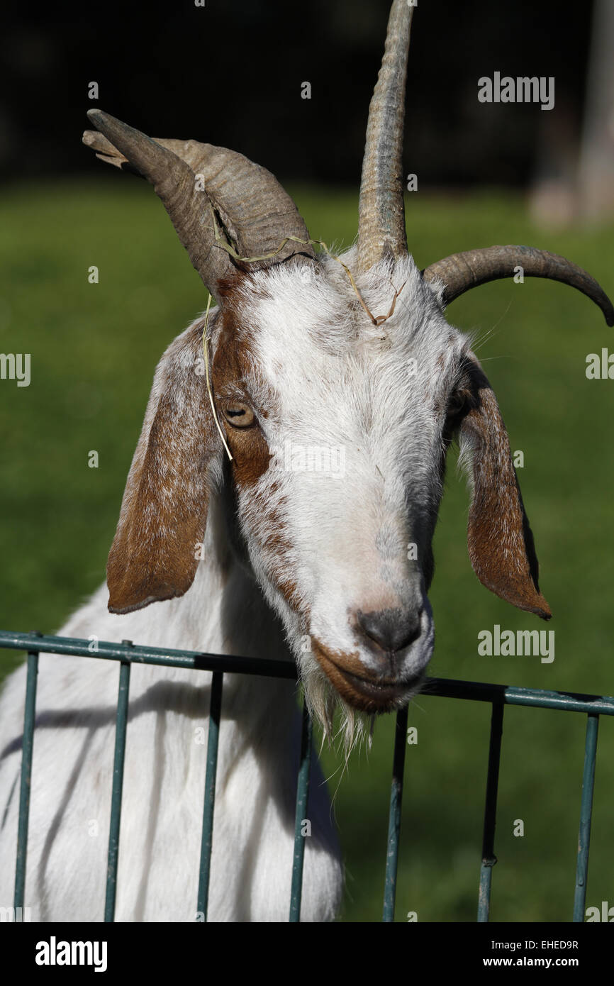 Four horn goat -Fotos und -Bildmaterial in hoher Auflösung – Alamy