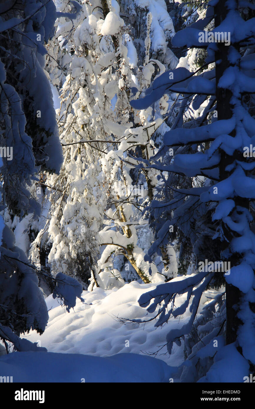 Winterlandschaft im harz -Fotos und -Bildmaterial in hoher Auflösung ...
