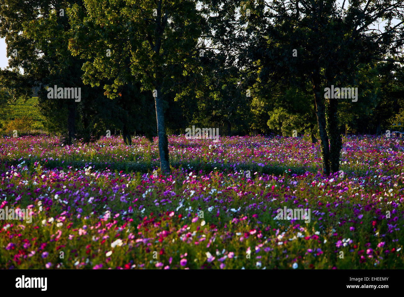 Kosmos blumenfeld -Fotos und -Bildmaterial in hoher Auflösung – Alamy