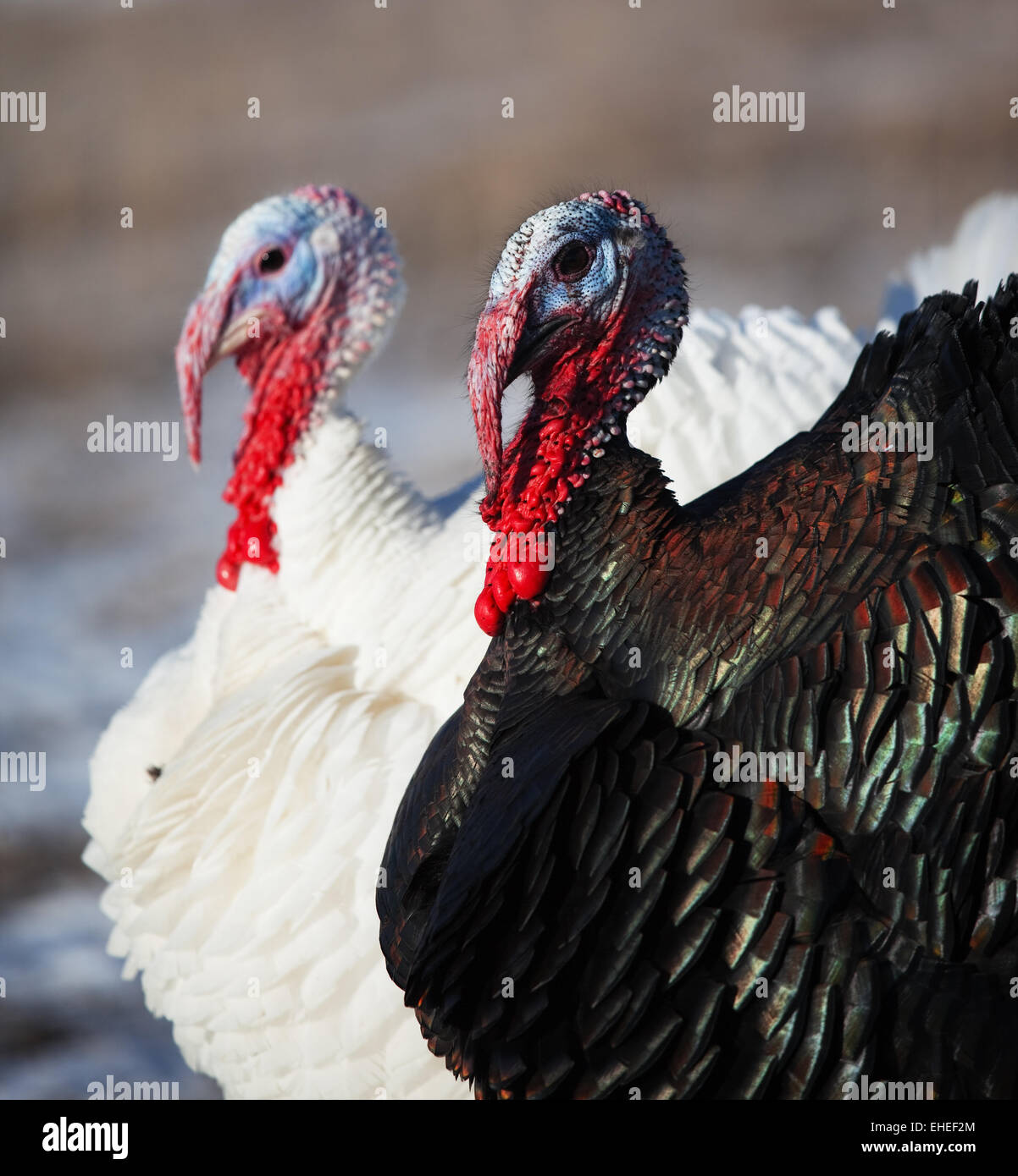 Männliche truthähne -Fotos und -Bildmaterial in hoher Auflösung – Alamy