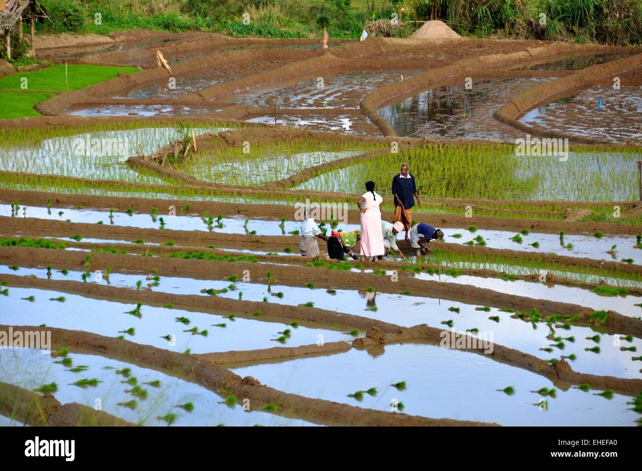 Sri reisanbau -Fotos und -Bildmaterial in hoher Auflösung – Alamy