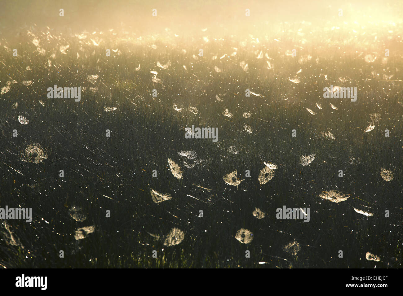 Spinnweben im Morgenlicht Stockfotografie - Alamy