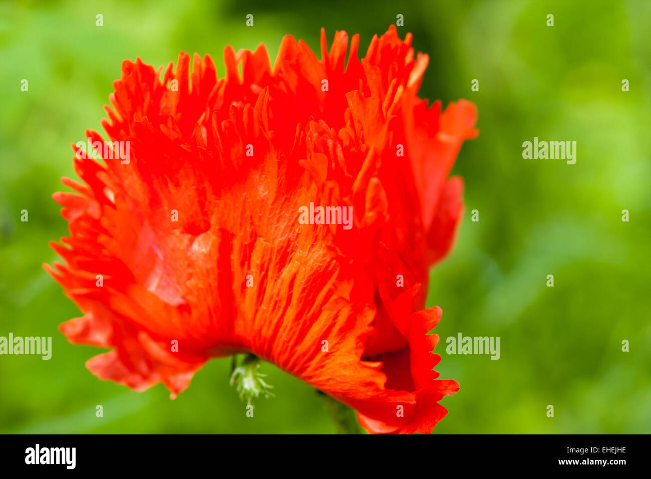 Gefranste mohnblume -Fotos und -Bildmaterial in hoher Auflösung – Alamy