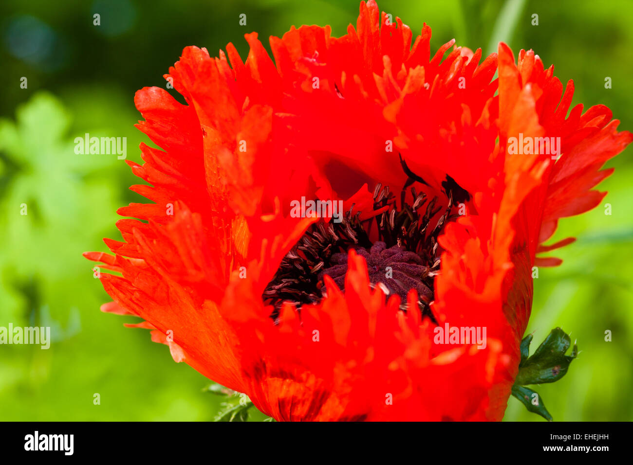 Gefranste mohnblume -Fotos und -Bildmaterial in hoher Auflösung – Alamy