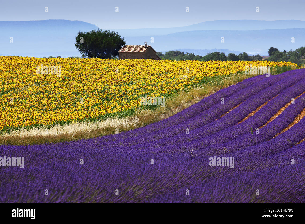 Lavendel und Sonnenblumen, Provence, Frankreich Stockfotografie - Alamy