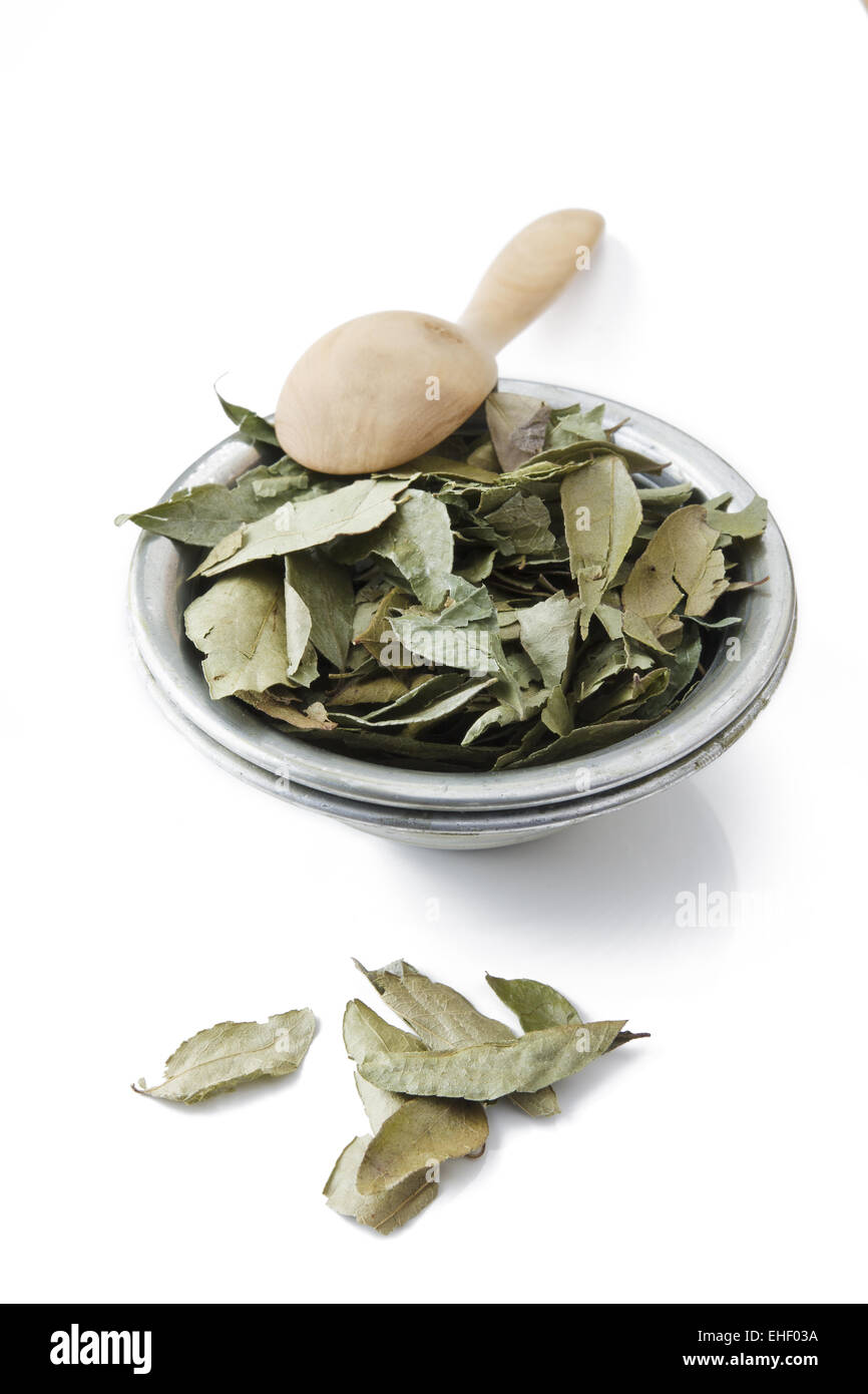 Curry blaetter -Fotos und -Bildmaterial in hoher Auflösung – Alamy