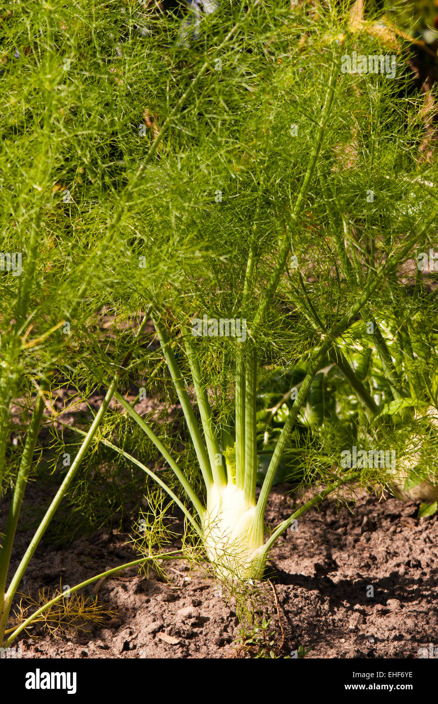 Fenchel patch -Fotos und -Bildmaterial in hoher Auflösung – Alamy