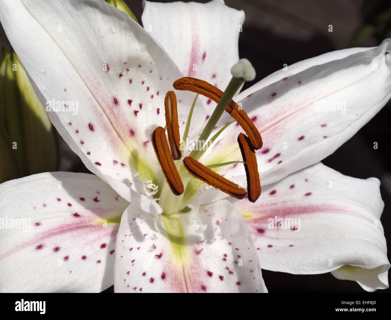 Lilie lilium hybrid -Fotos und -Bildmaterial in hoher Auflösung – Alamy