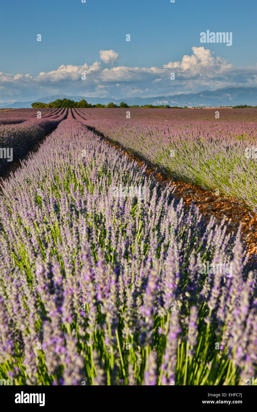 Lavendel-Feld in Frankreich, Provence Stockfotografie - Alamy