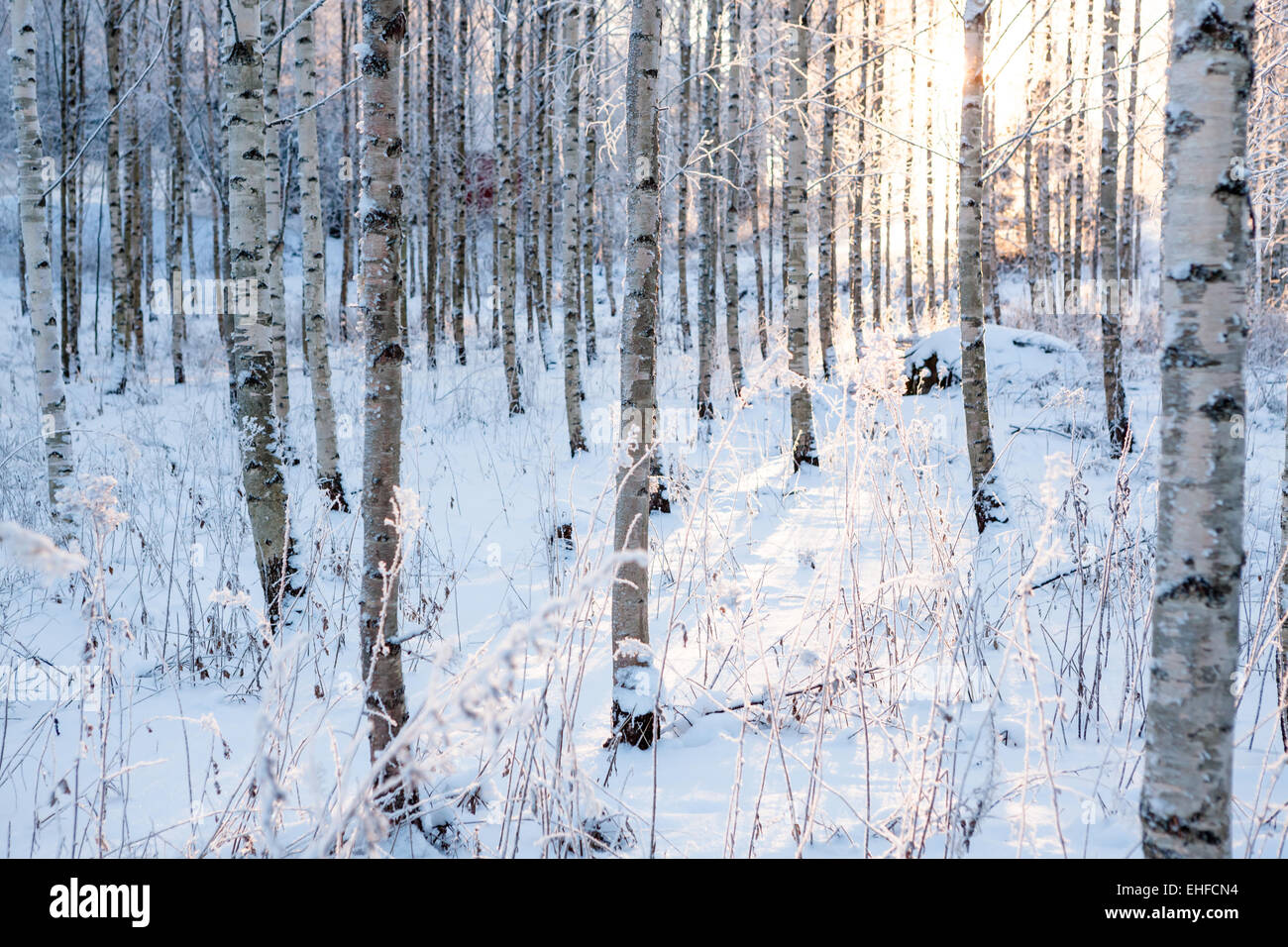 Verschneiter birkenwald -Fotos und -Bildmaterial in hoher Auflösung – Alamy