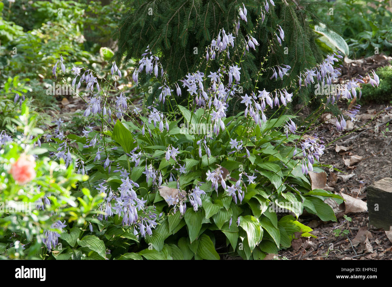 Hosta august mond -Fotos und -Bildmaterial in hoher Auflösung – Alamy