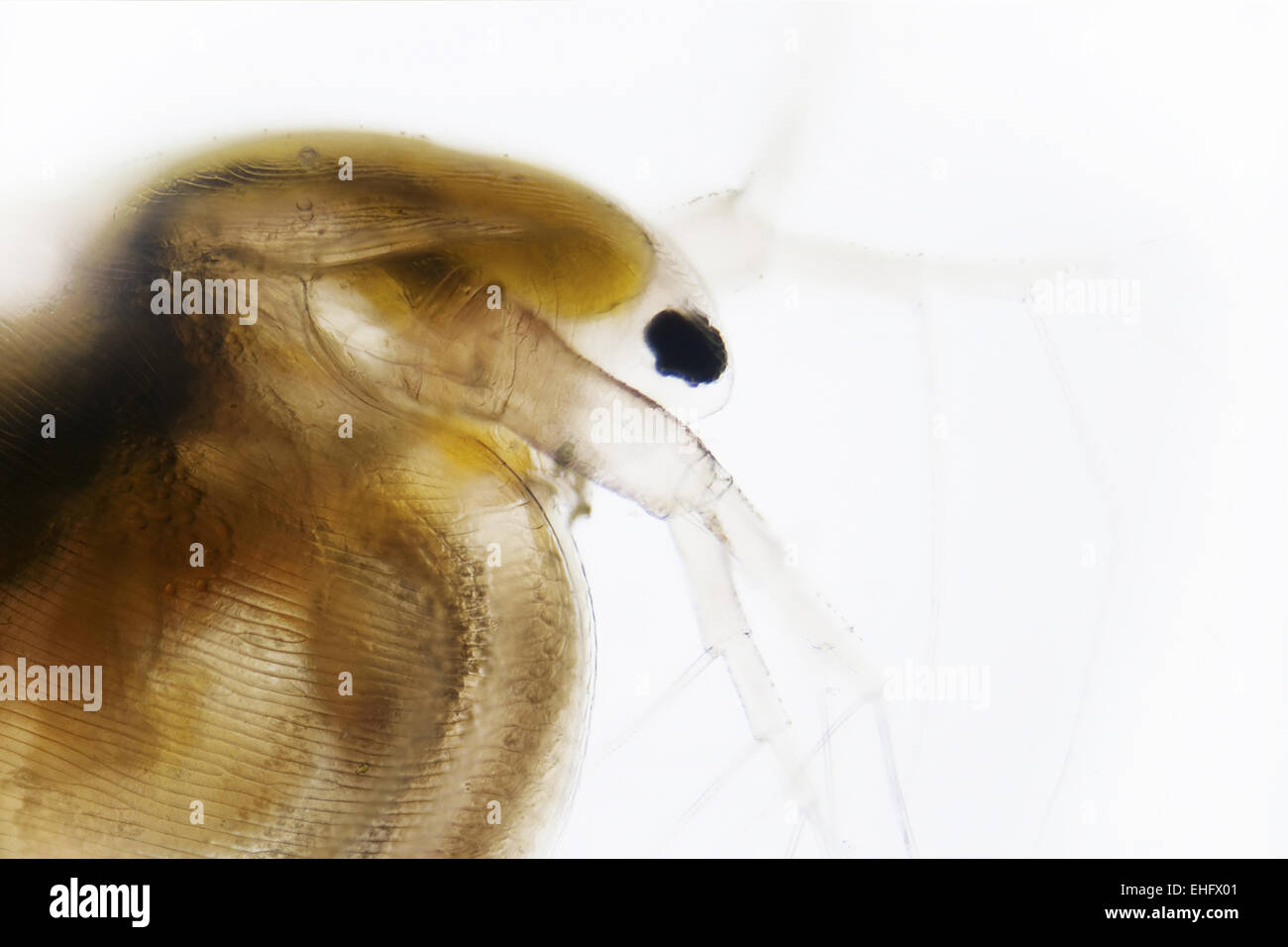 Daphnien ei -Fotos und -Bildmaterial in hoher Auflösung – Alamy