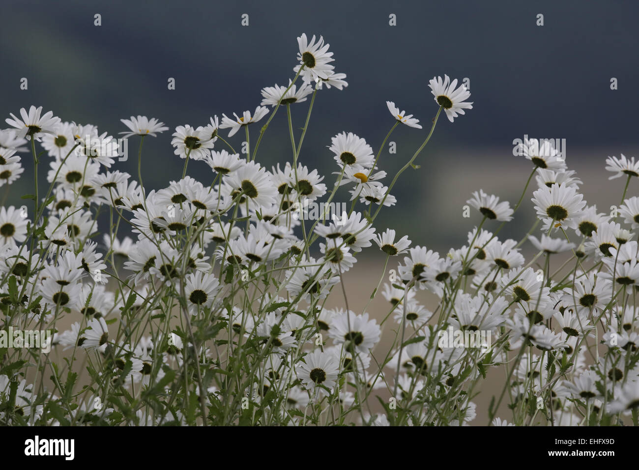Mit Geruchloser Kamille Stockfotos und -bilder Kaufen - Alamy