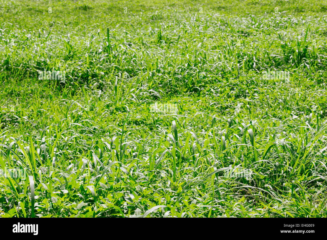 Gras und wiese -Fotos und -Bildmaterial in hoher Auflösung – Alamy