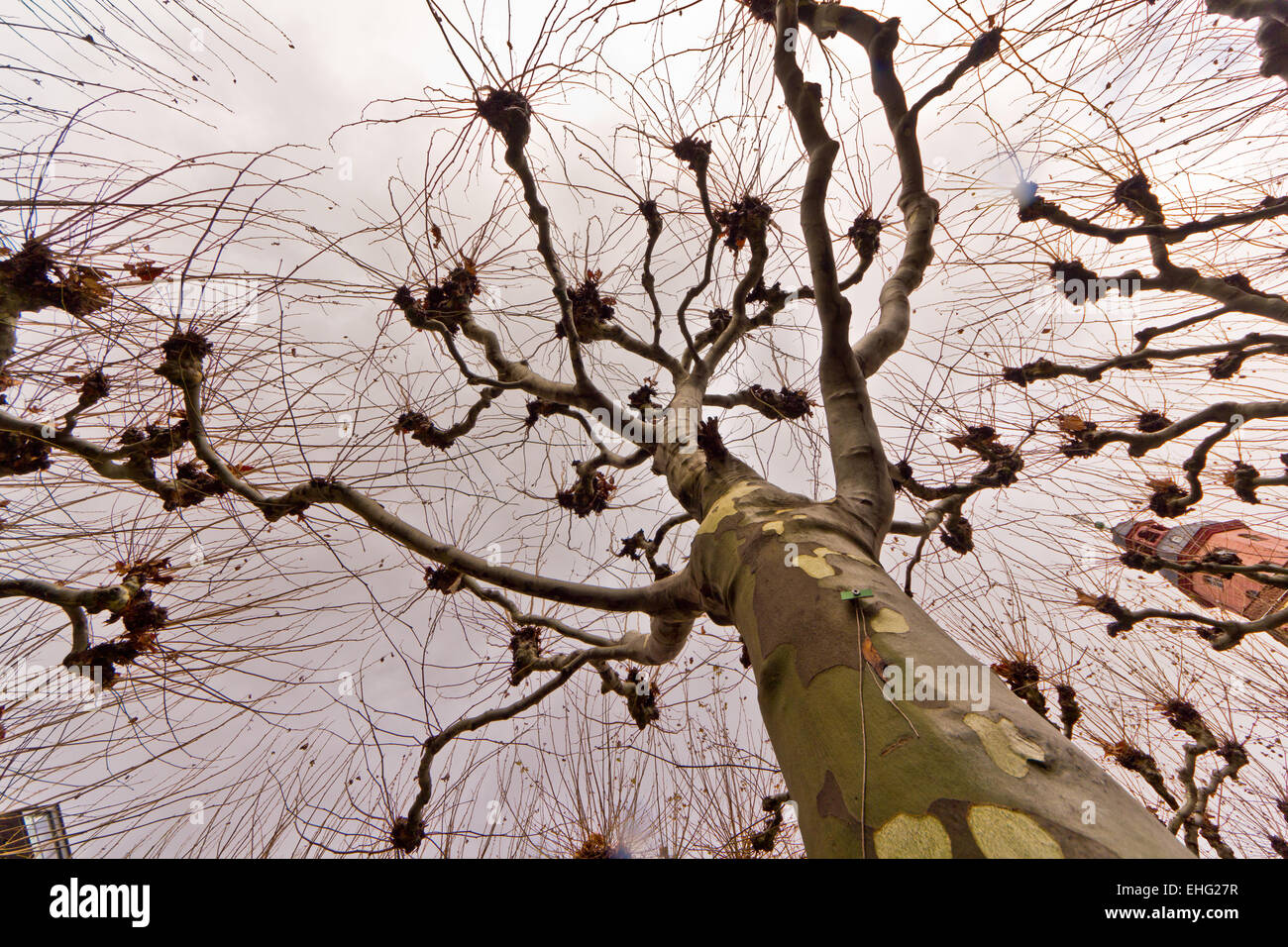 Many arms -Fotos und -Bildmaterial in hoher Auflösung – Alamy