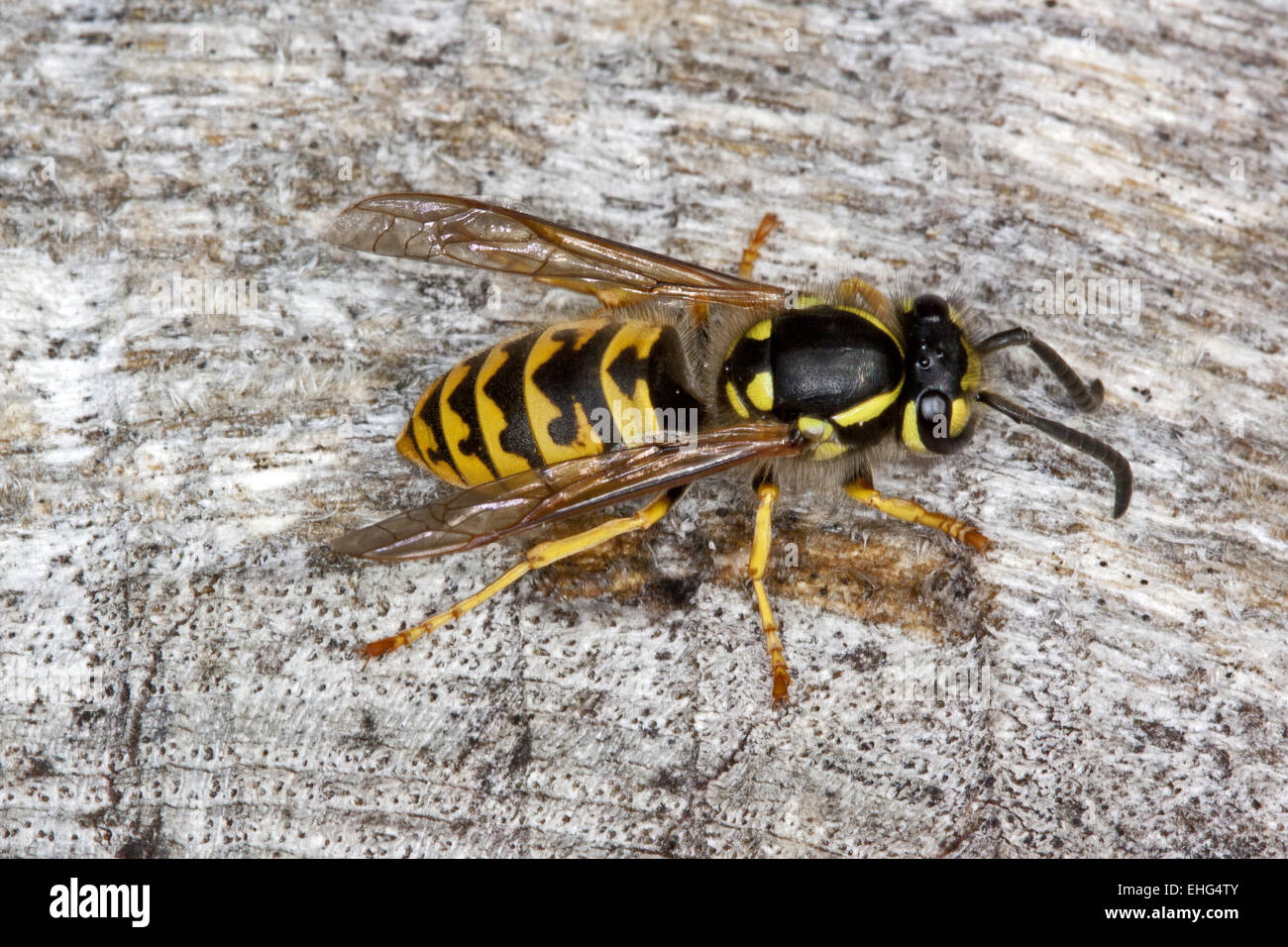 Deutsch wespe vespula germanica -Fotos und -Bildmaterial in hoher ...