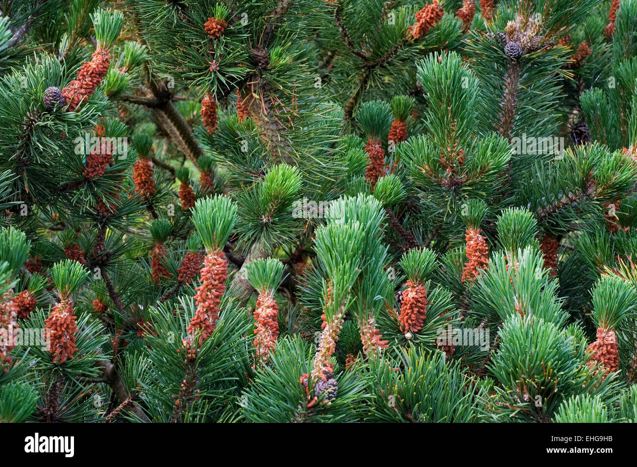 Mountain pine cones pinus mugo -Fotos und -Bildmaterial in hoher ...
