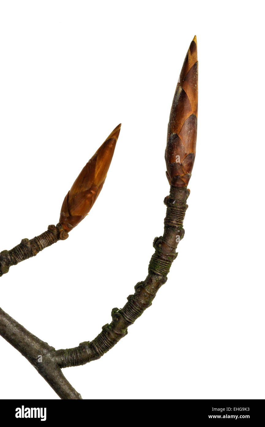 Rotbuche fagus sylvatica fagaceae Ausgeschnittene Stockfotos und ...