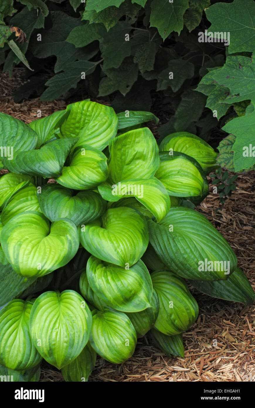 Guacamole hosta -Fotos und -Bildmaterial in hoher Auflösung – Alamy