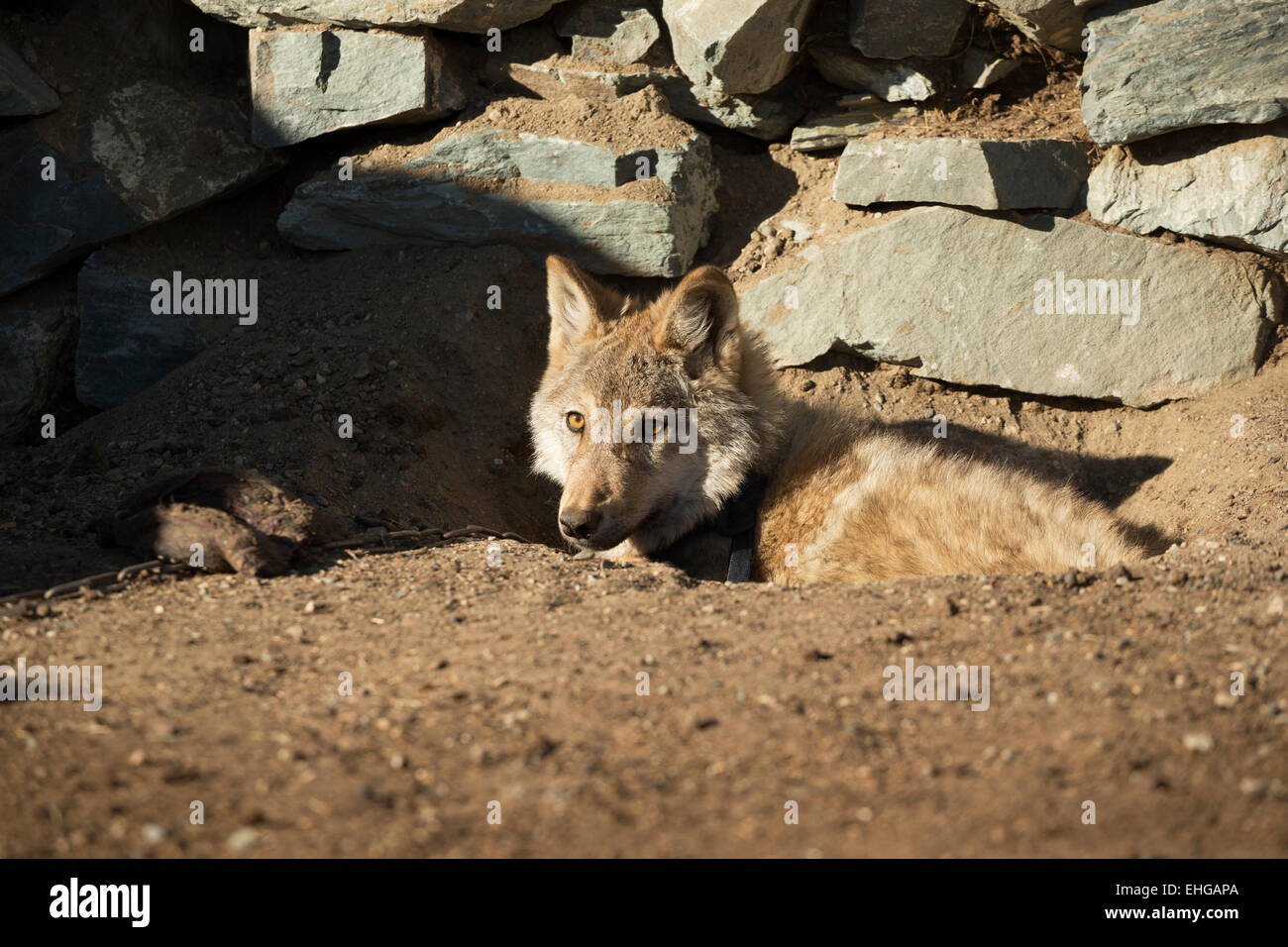 Mongolische jagd -Fotos und -Bildmaterial in hoher Auflösung – Alamy
