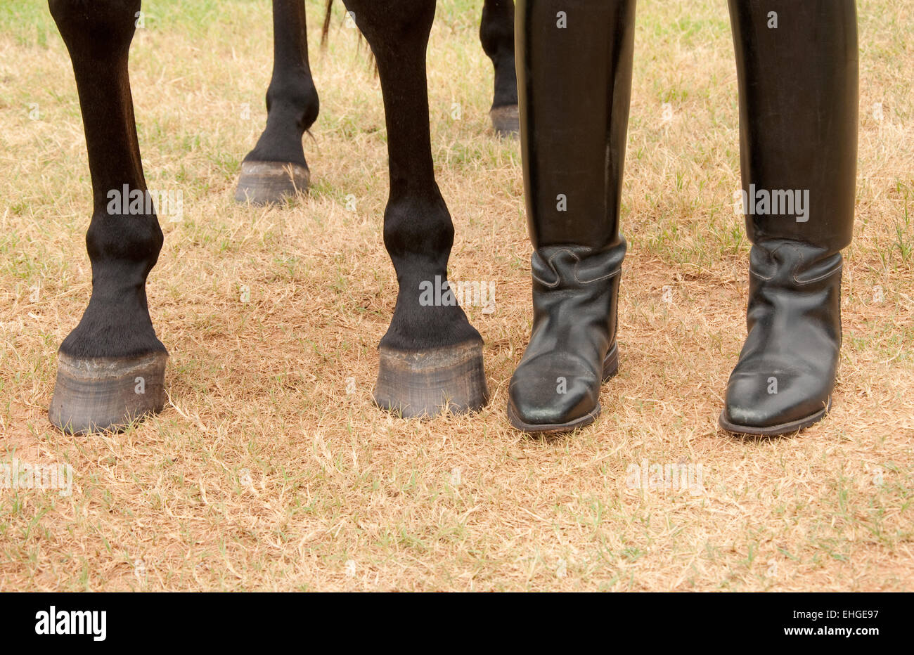 Füße des pferdes -Fotos und -Bildmaterial in hoher Auflösung – Alamy