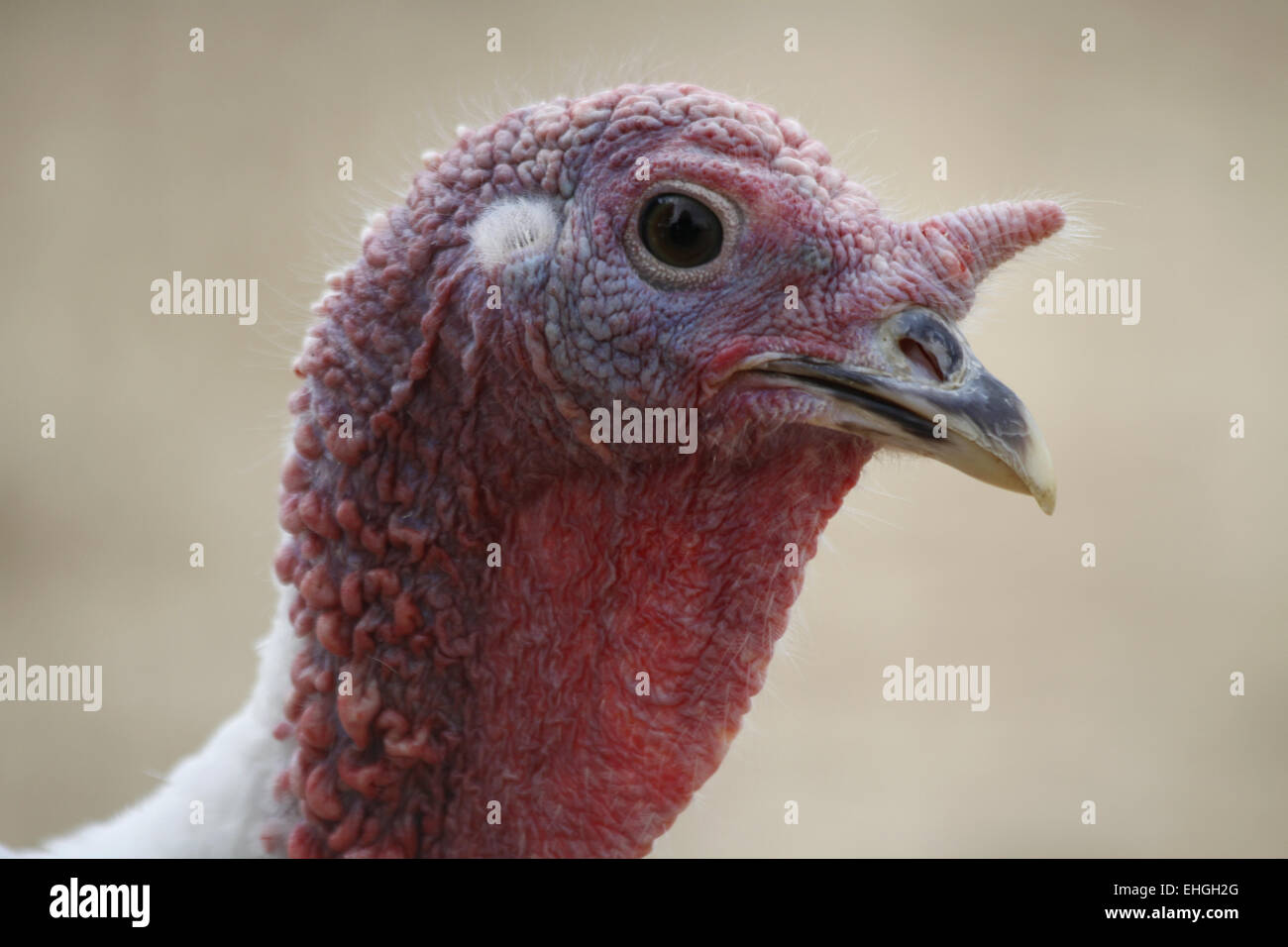 Pute Tier Stockfotos und -bilder Kaufen - Alamy