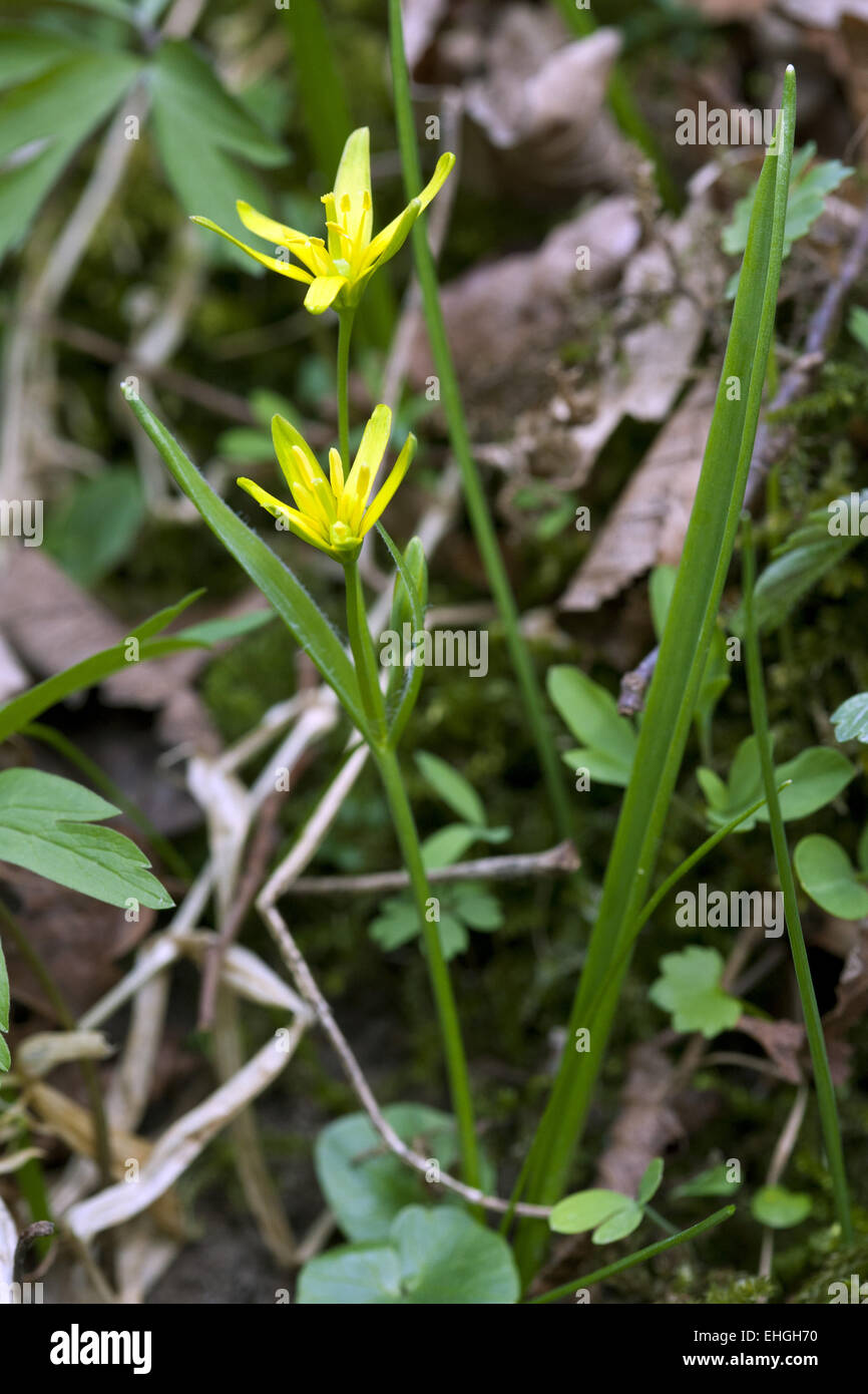 Stern von bethlehem -Fotos und -Bildmaterial in hoher Auflösung – Alamy