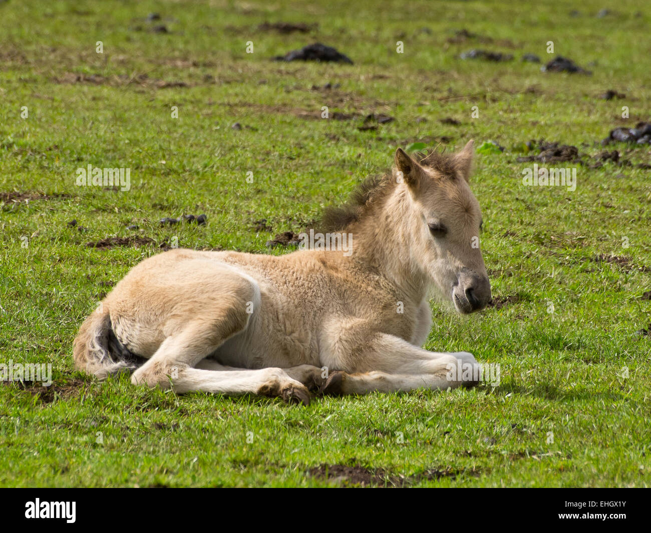 Münsterländer pferd -Fotos und -Bildmaterial in hoher Auflösung – Alamy