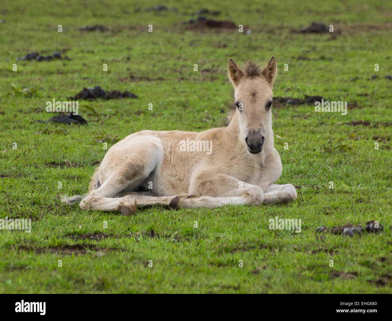 Duelmen merfeld -Fotos und -Bildmaterial in hoher Auflösung – Alamy
