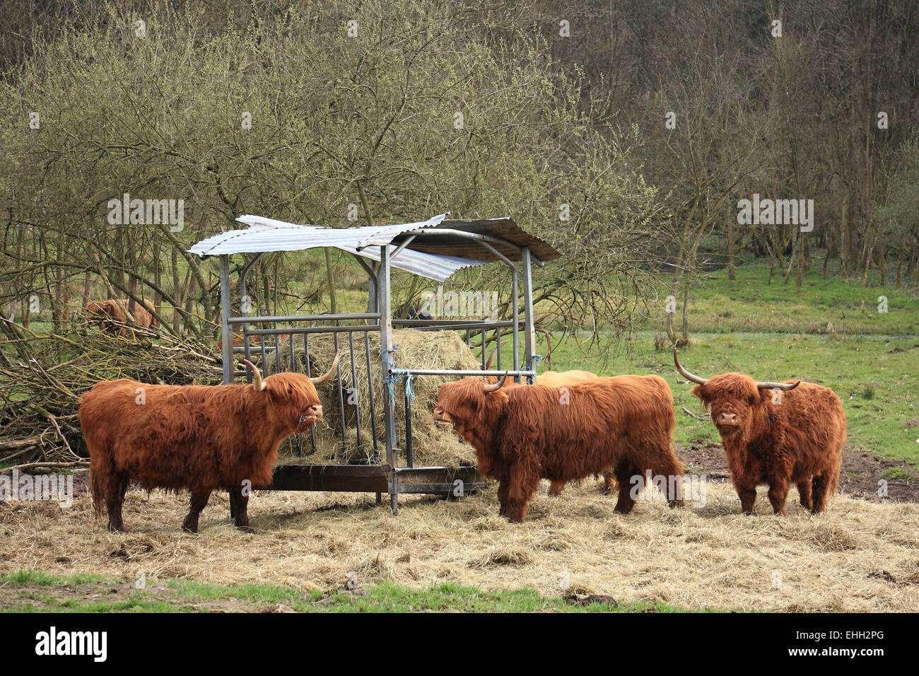 Hochlandrinder fressen -Fotos und -Bildmaterial in hoher Auflösung – Alamy