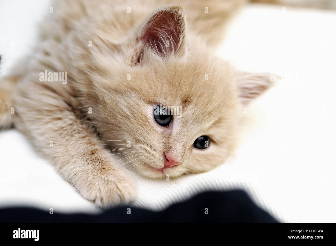 Beby katze -Fotos und -Bildmaterial in hoher Auflösung – Alamy