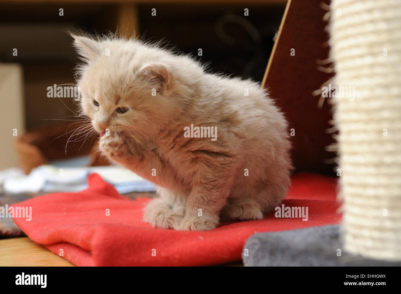 Baby cat -Fotos und -Bildmaterial in hoher Auflösung – Alamy