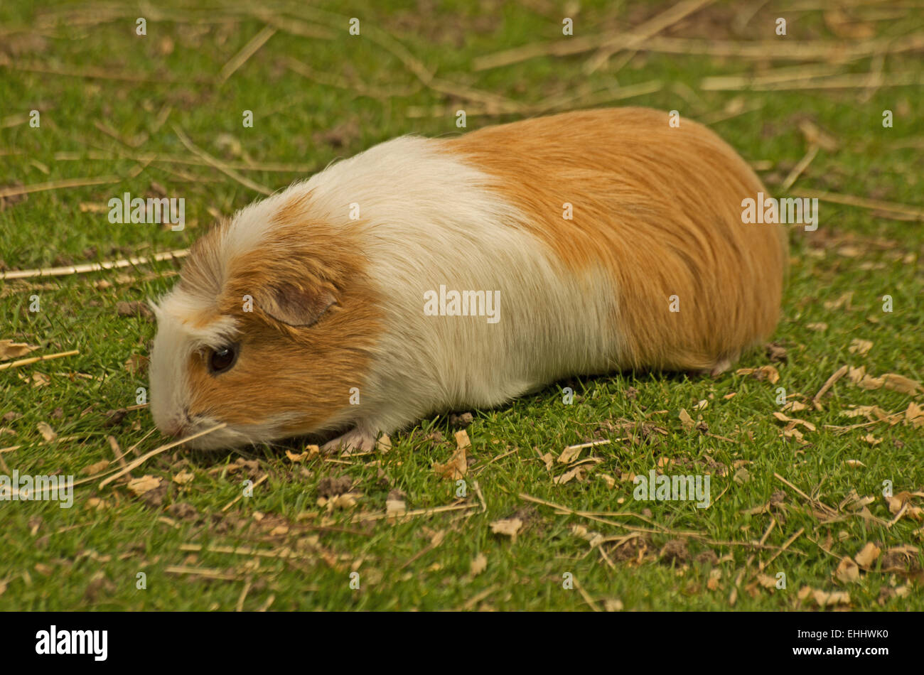Guinea pig cavia aperea -Fotos und -Bildmaterial in hoher Auflösung – Alamy