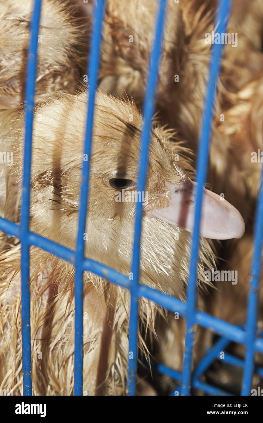 5 kleine enten -Fotos und -Bildmaterial in hoher Auflösung – Alamy