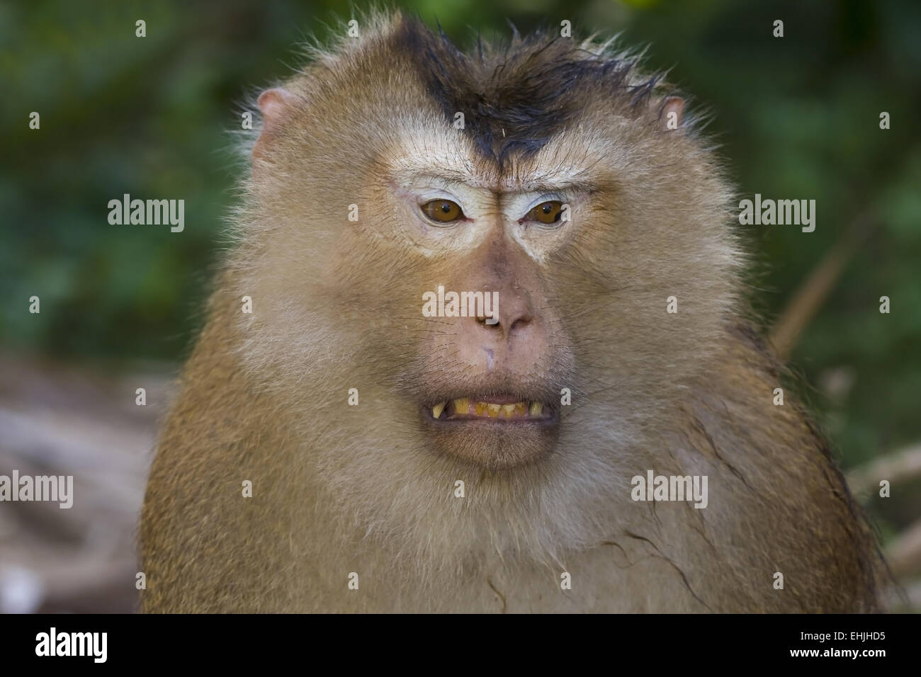 Rhesusaffe macaca mulatta -Fotos und -Bildmaterial in hoher Auflösung ...