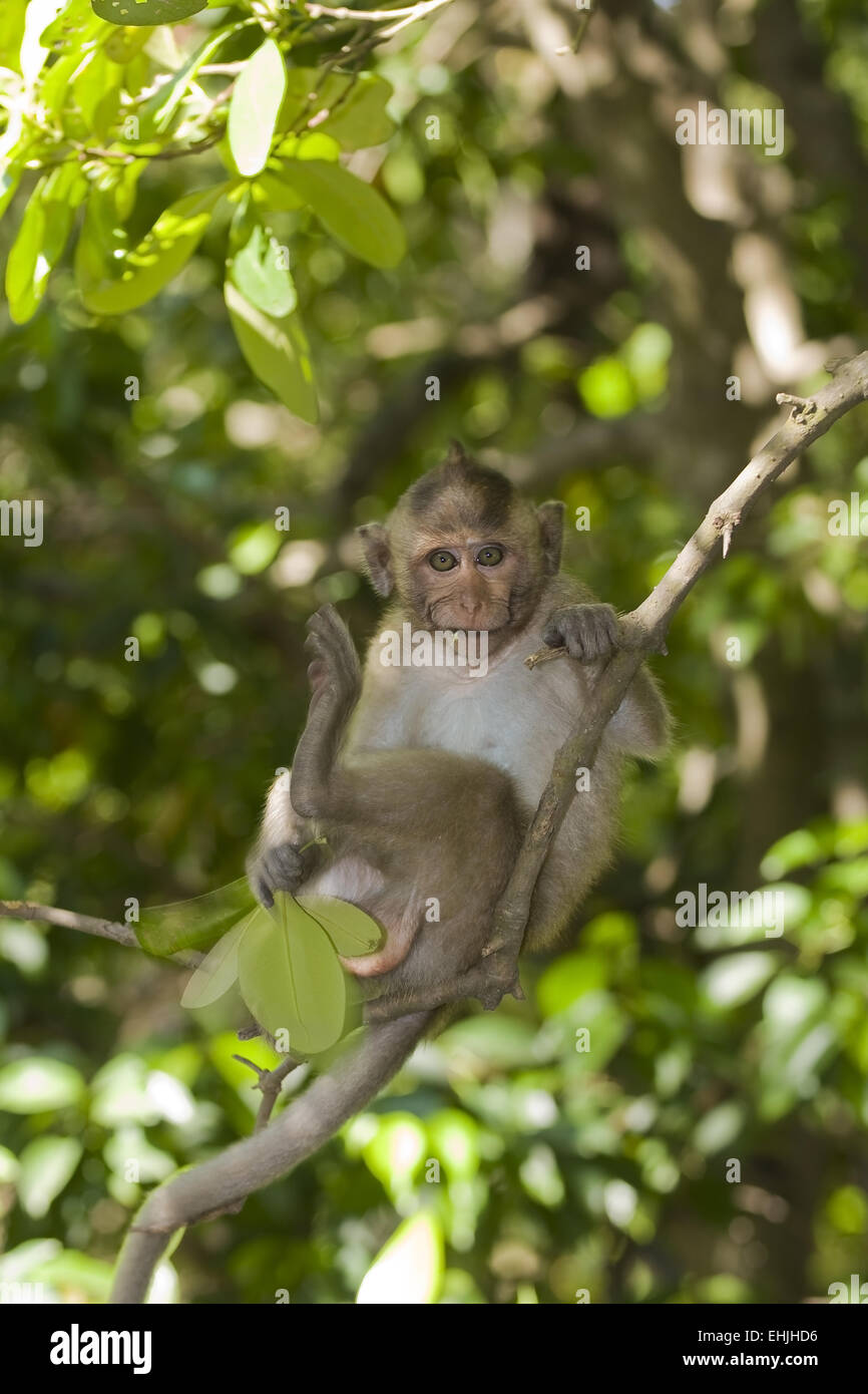 Rhesusaffe macaca mulatta -Fotos und -Bildmaterial in hoher Auflösung ...