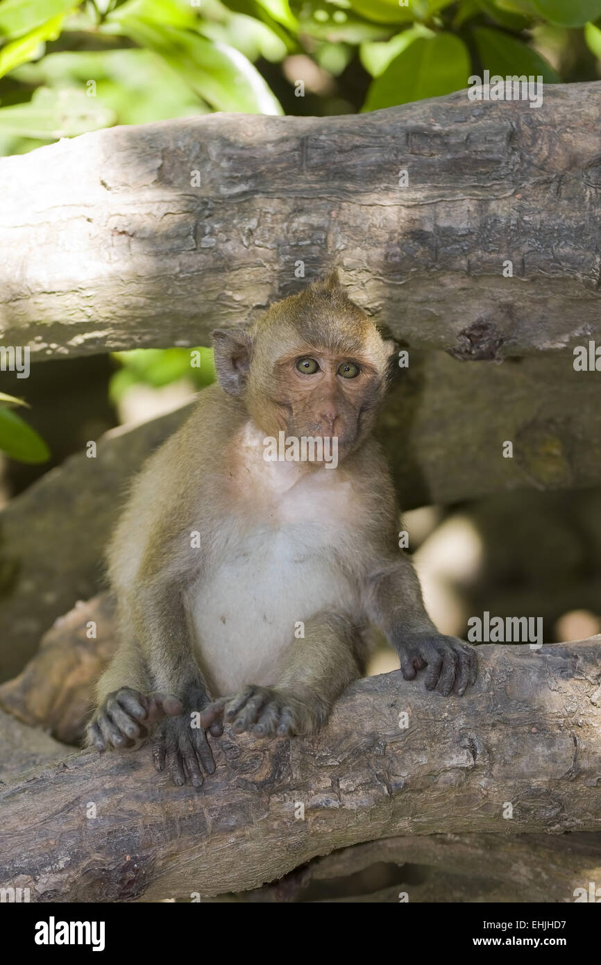 Rhesus monkey macaca mulatta -Fotos und -Bildmaterial in hoher ...