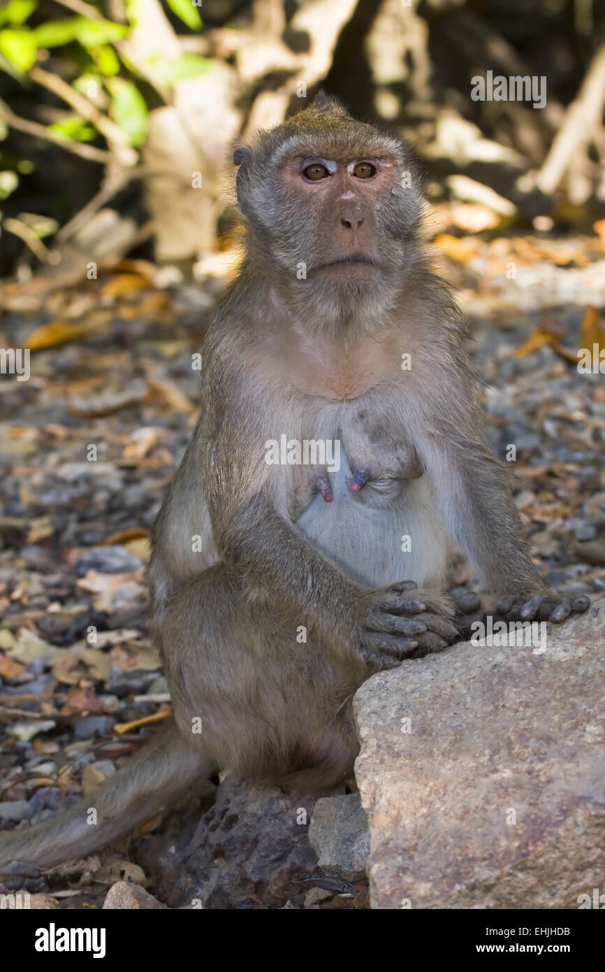 Rhesusaffe macaca mulatta -Fotos und -Bildmaterial in hoher Auflösung ...