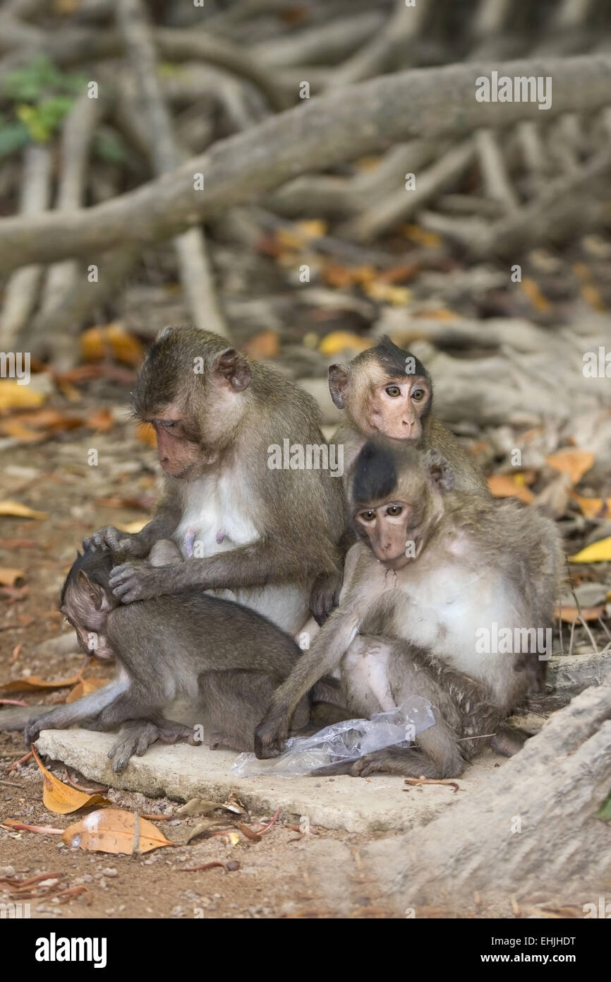 Rhesusaffe macaca mulatta -Fotos und -Bildmaterial in hoher Auflösung ...